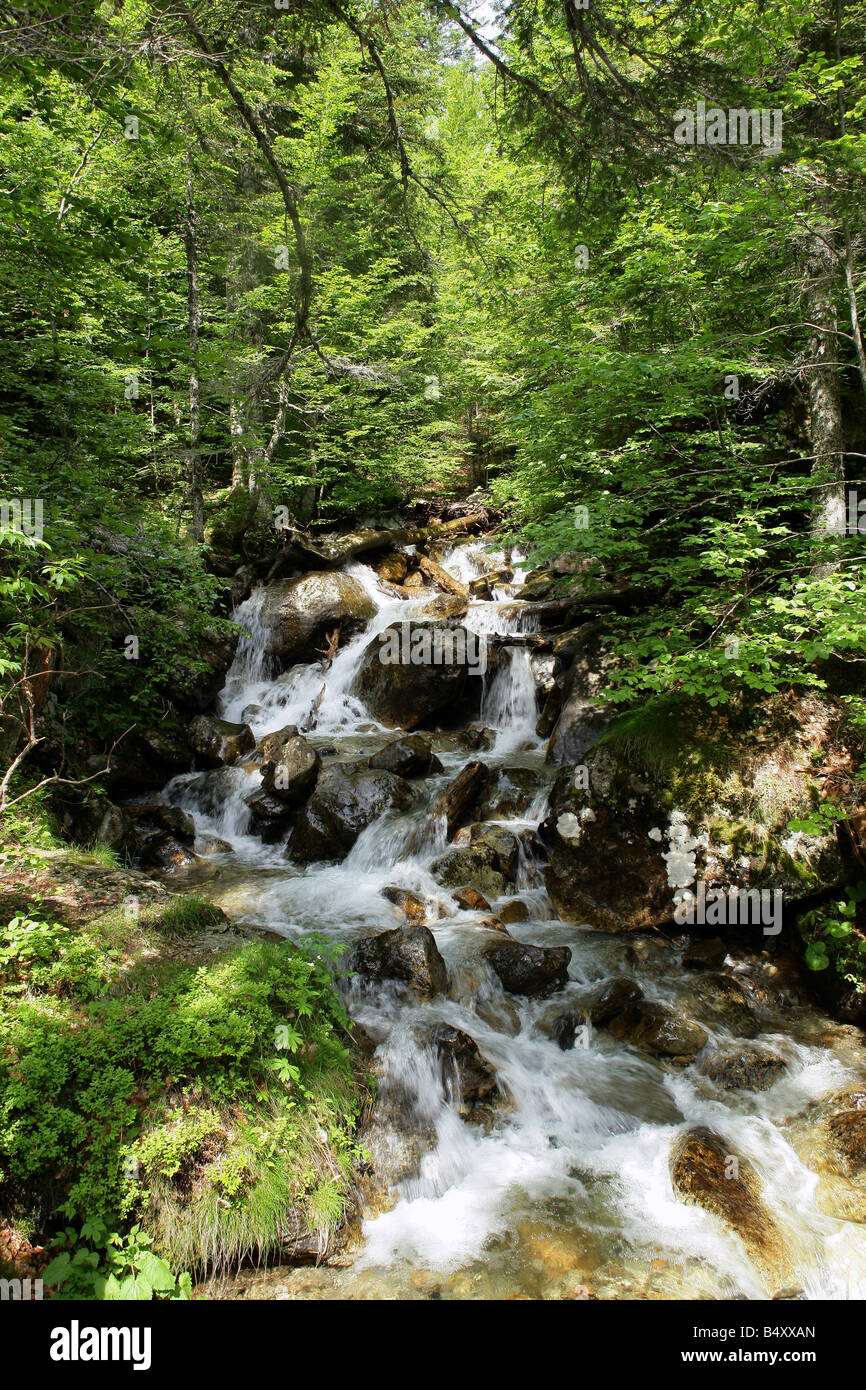Waterfall in forest Stock Photo - Alamy
