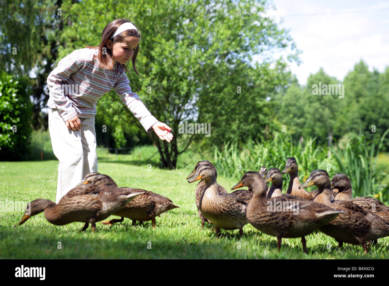Girl feeding ducks Stock Photo - Alamy