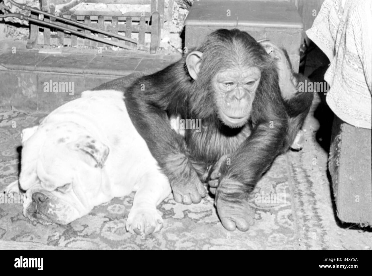 Sparky the chimpanzee relaxes with a bulldog, sleeping on a hearthrug ...