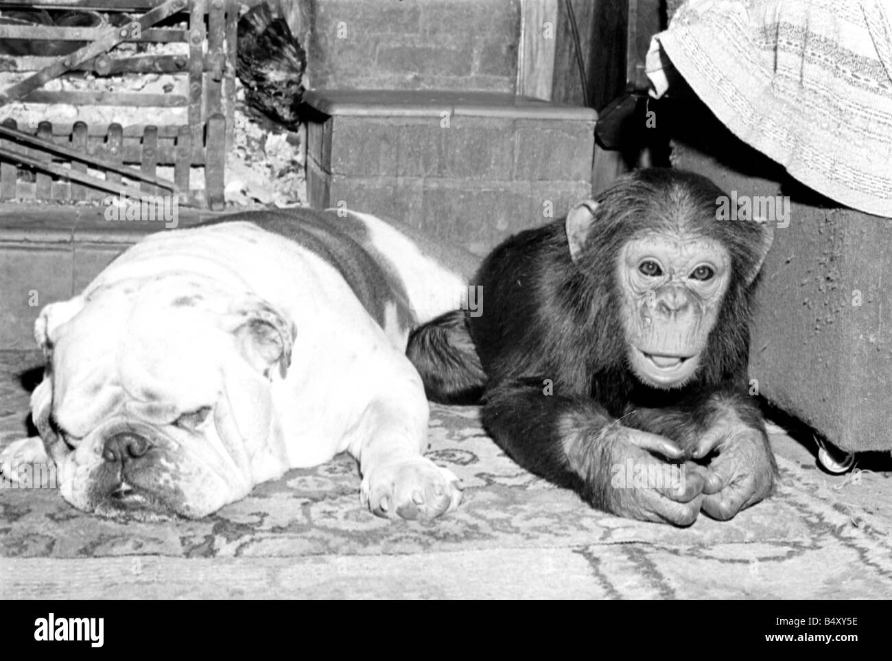 Sparky the chimpanzee relaxes with a bulldog, sleeping on a hearthrug ...