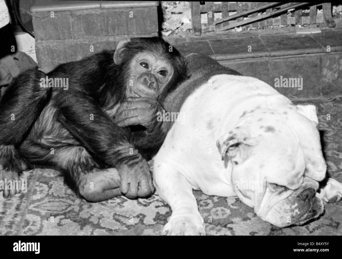 Sparky the chimpanzee relaxes with a bulldog, sleeping on a hearthrug ...