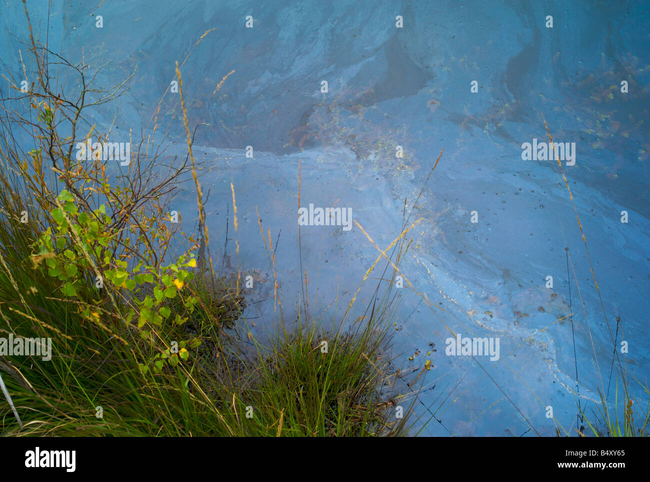 Oil patterns on water in a bog Stock Photo - Alamy