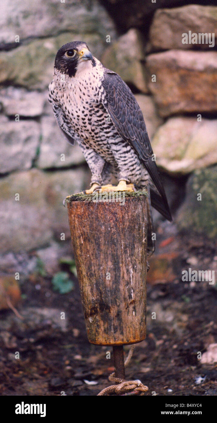 A hybrid cross Peregrine and Gyr Falcon Stock Photo - Alamy