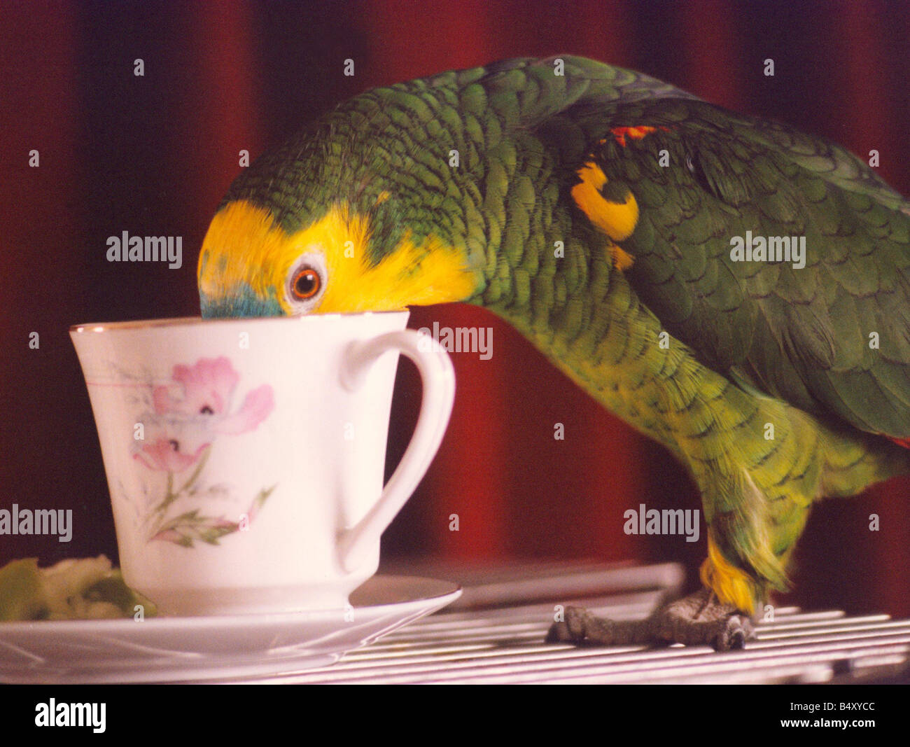 Parrot drinking hi-res stock photography and images - Alamy