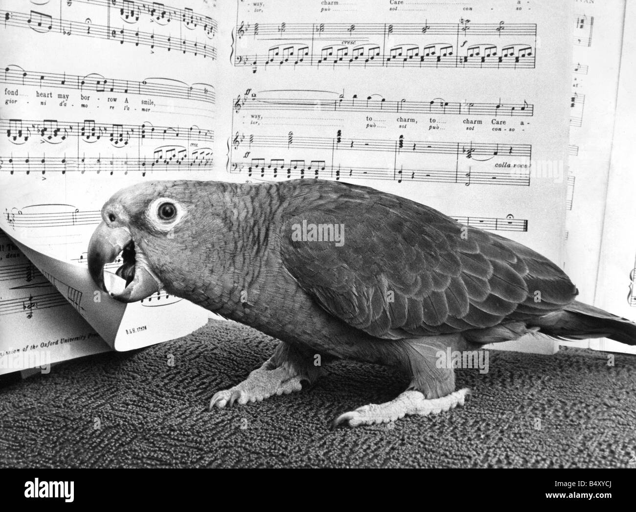 This parrot enjoys a little Mozart now and again Stock Photo - Alamy