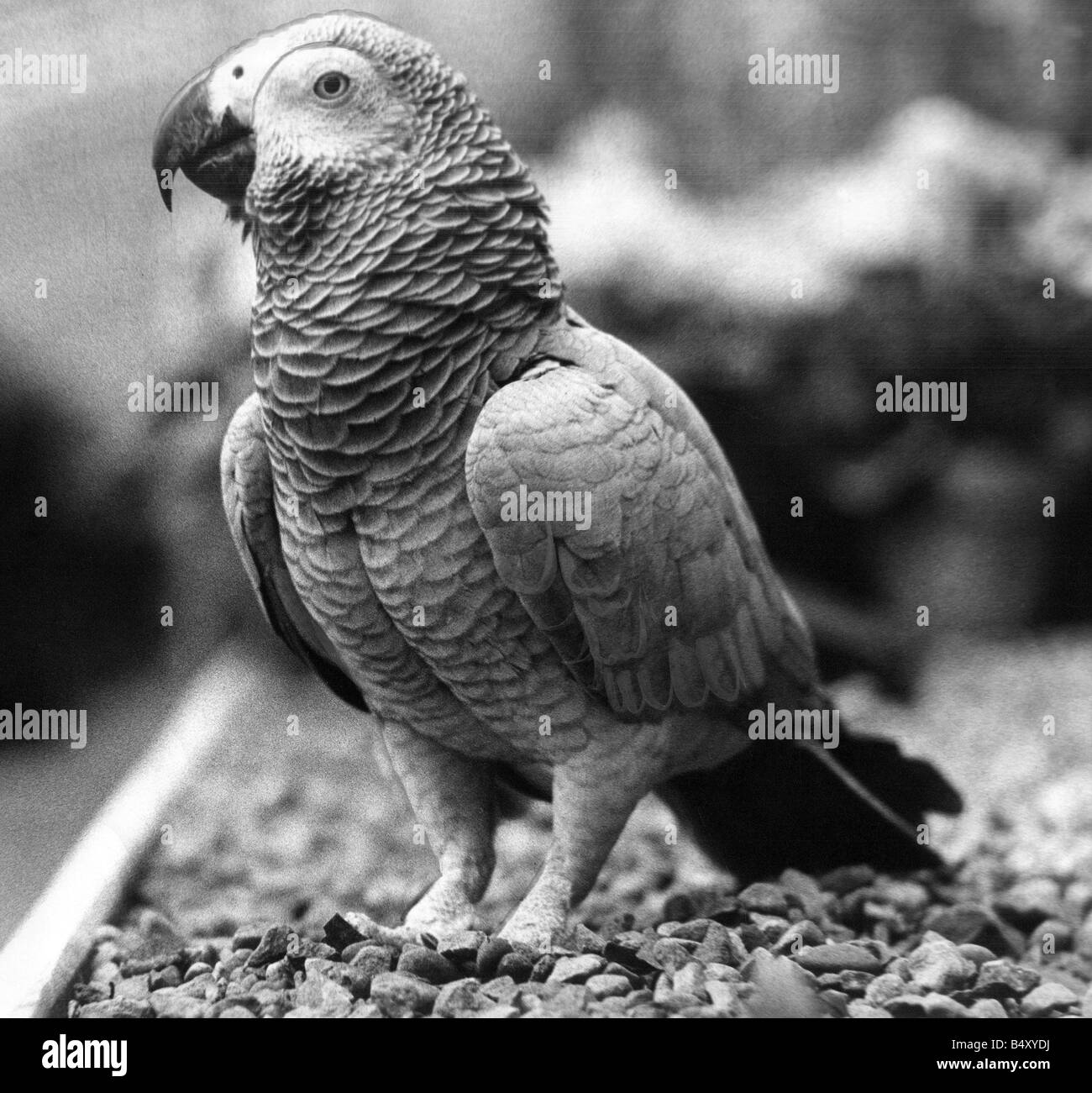 Parrot birds hi-res stock photography and images - Alamy