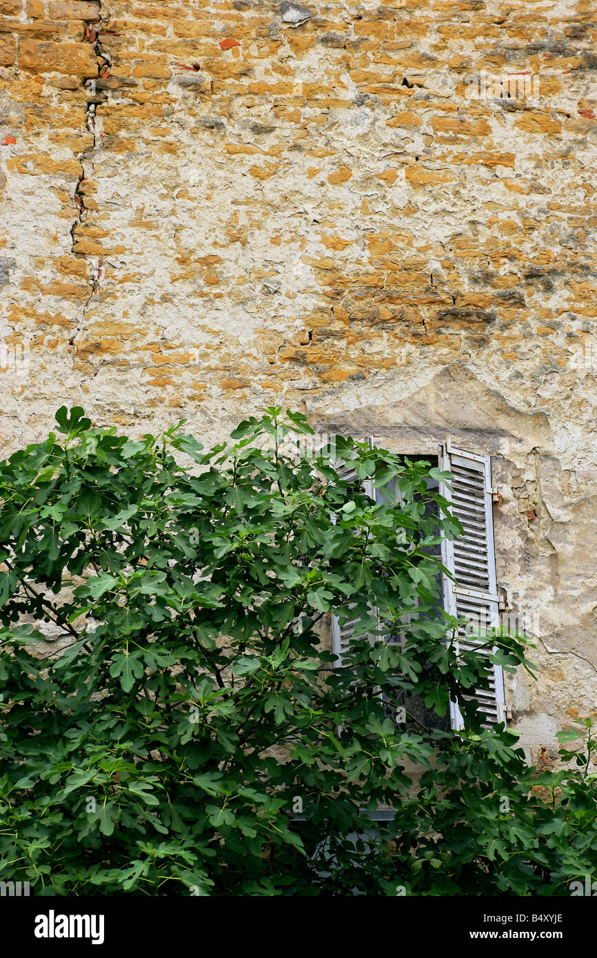 Tree by damaged house Stock Photo - Alamy
