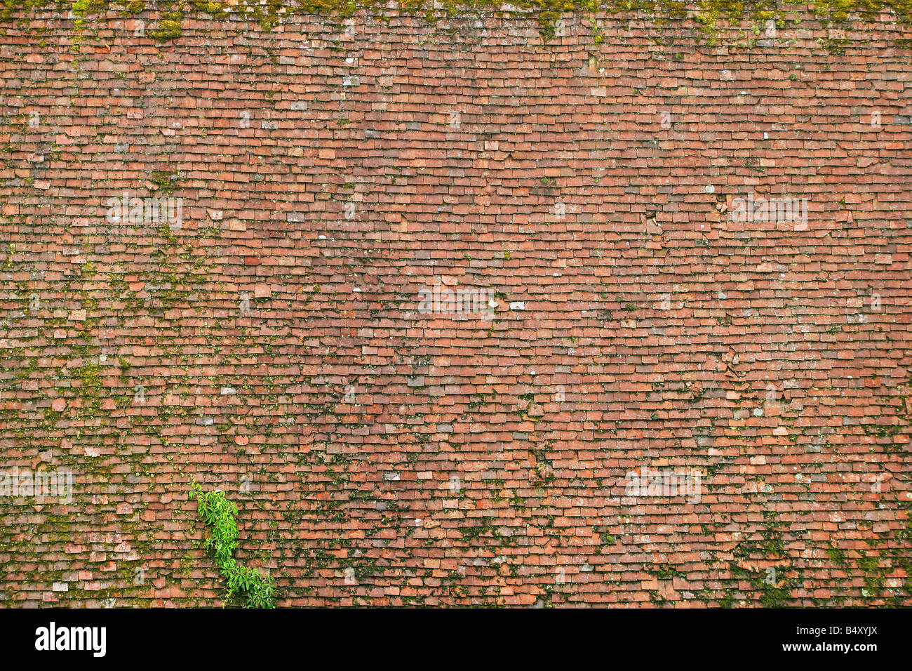 Creepers on walls hi-res stock photography and images - Alamy