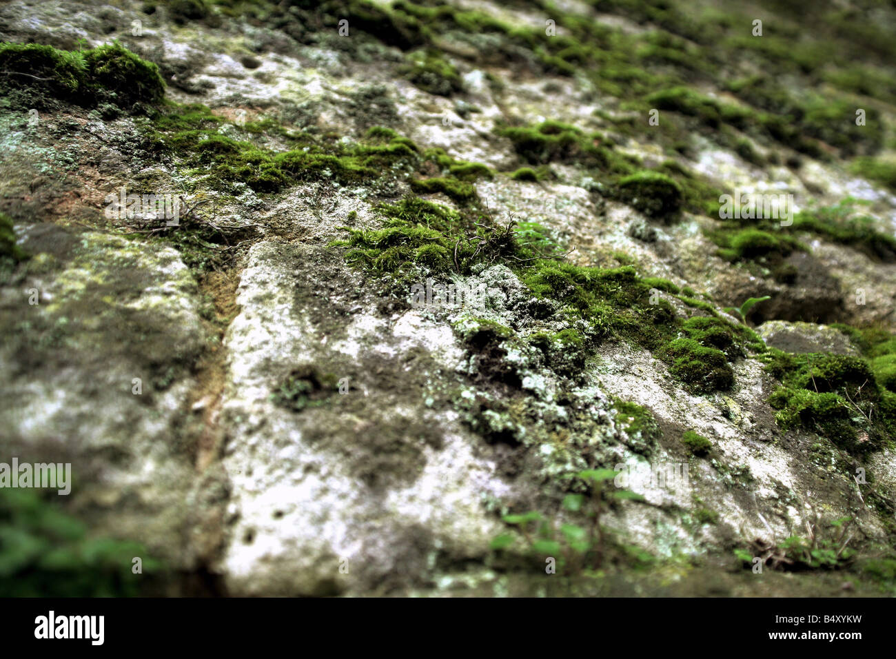 Moss formed on pavement, full frame Stock Photo - Alamy