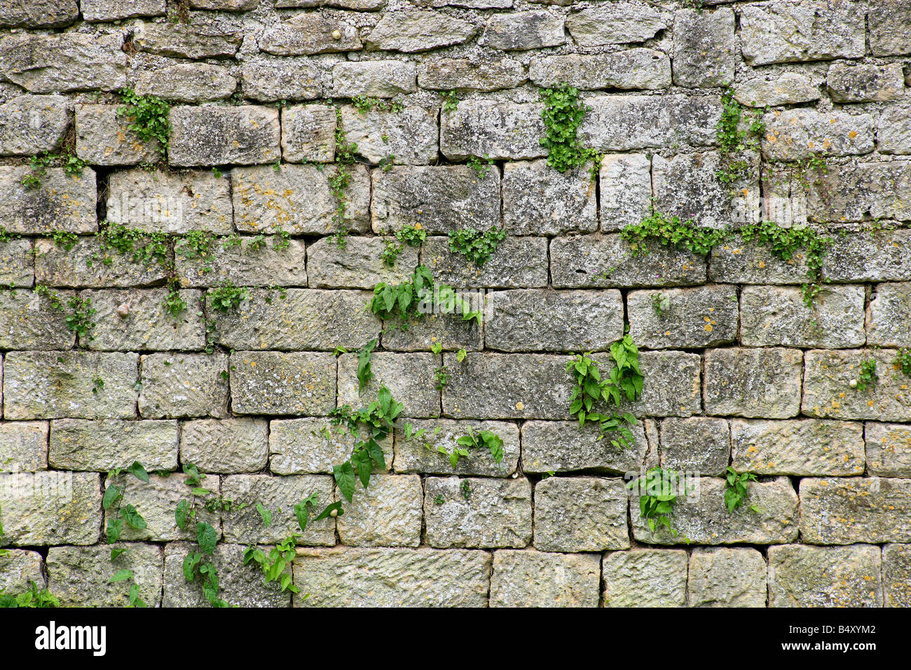 Creepers on stone wall, full frame Stock Photo - Alamy