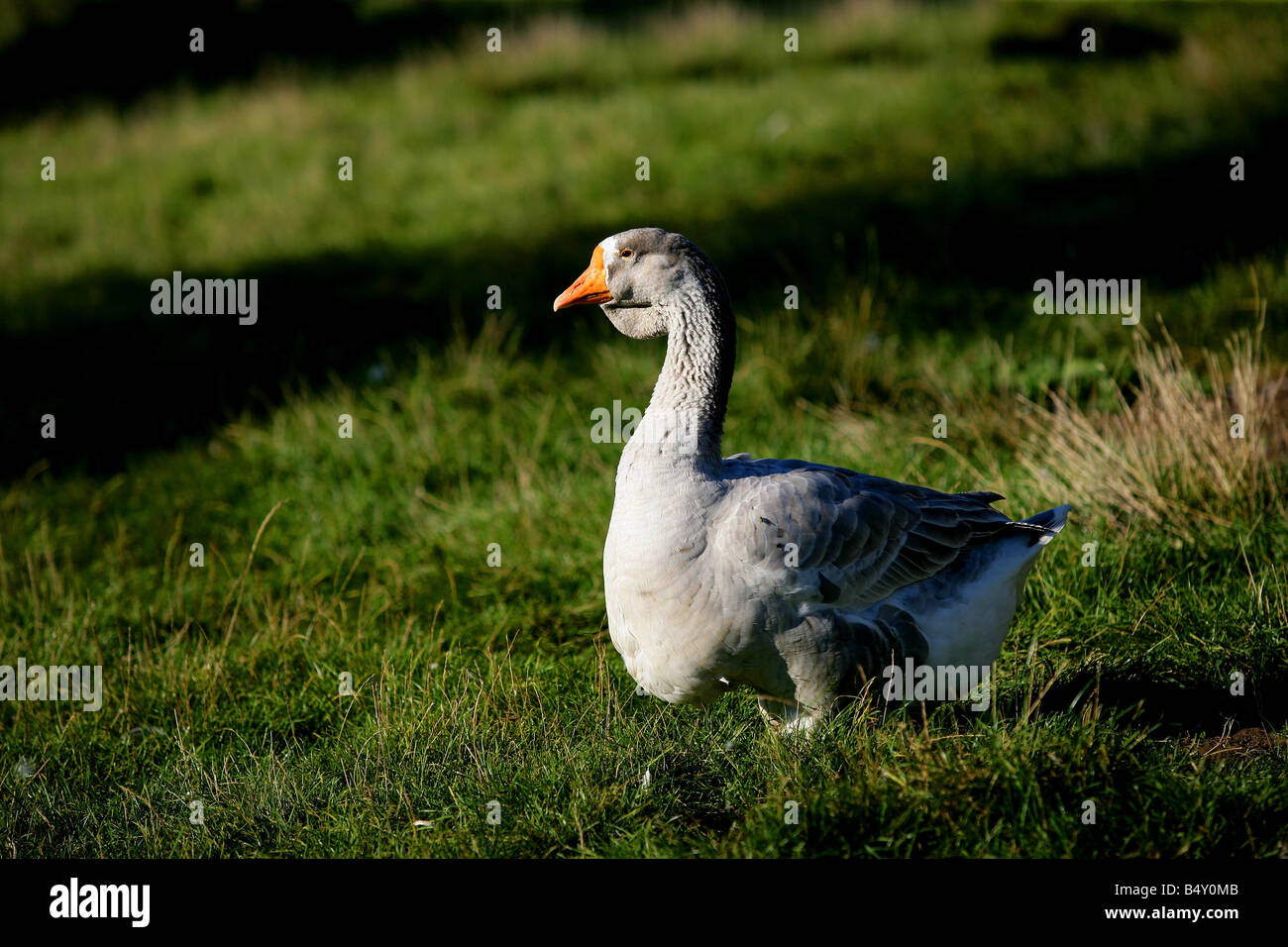 Duck in a field Stock Photo - Alamy