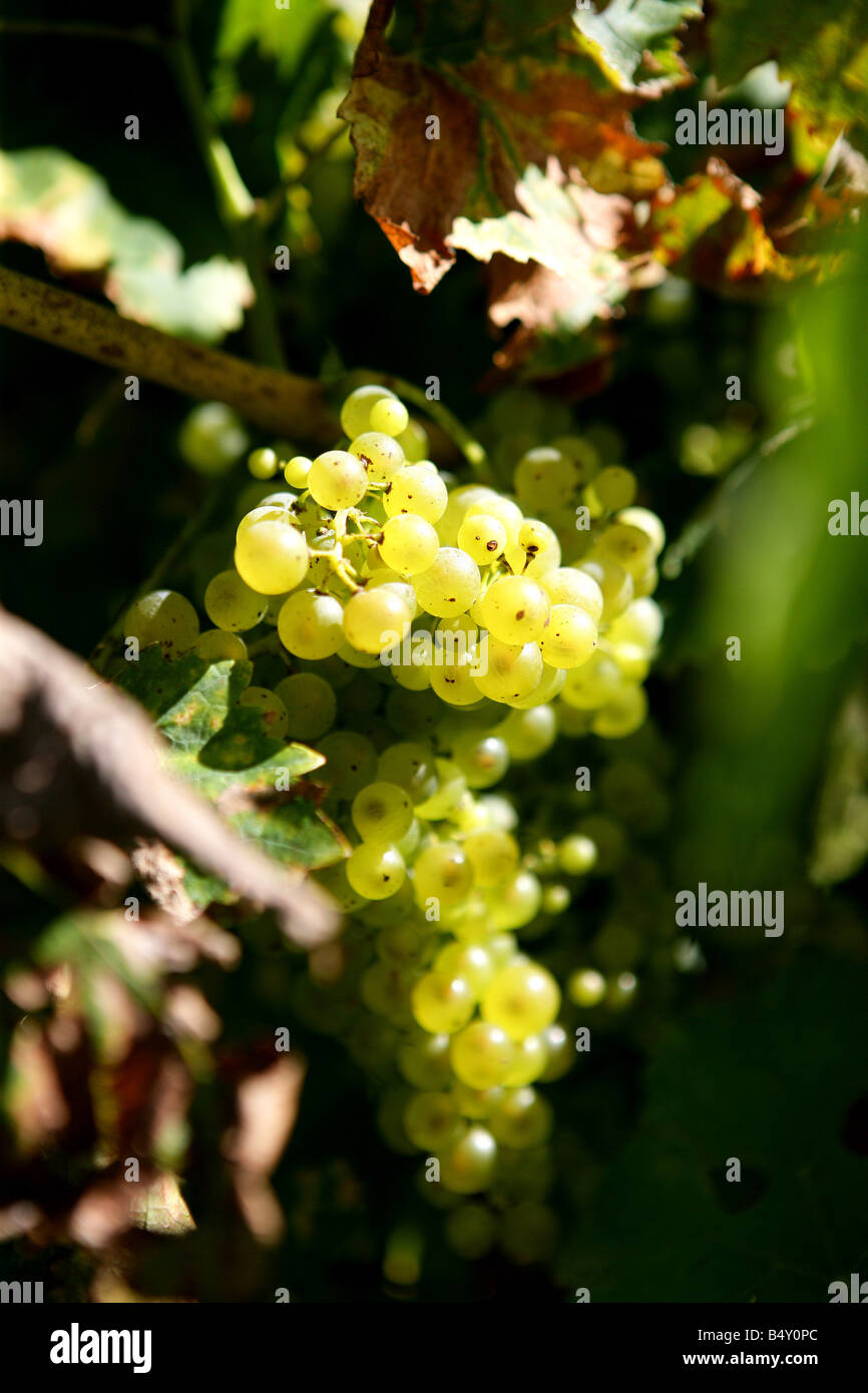 Cluster of grapes, close-up Stock Photo - Alamy