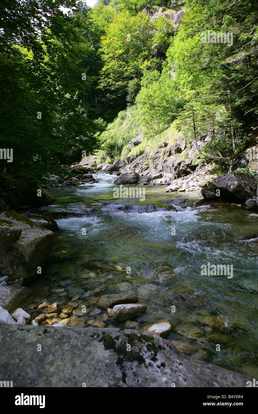 Stream flowing through forest Stock Photo - Alamy Stream flowing through forest Stock Photo - Alamy