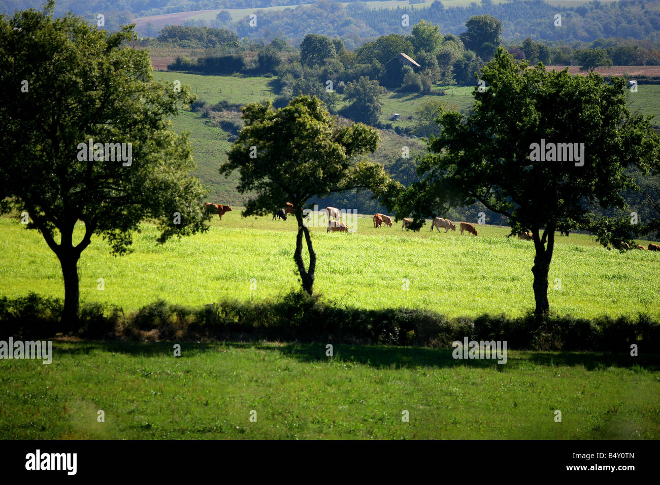 Cattle grazing on field Stock Photo - Alamy