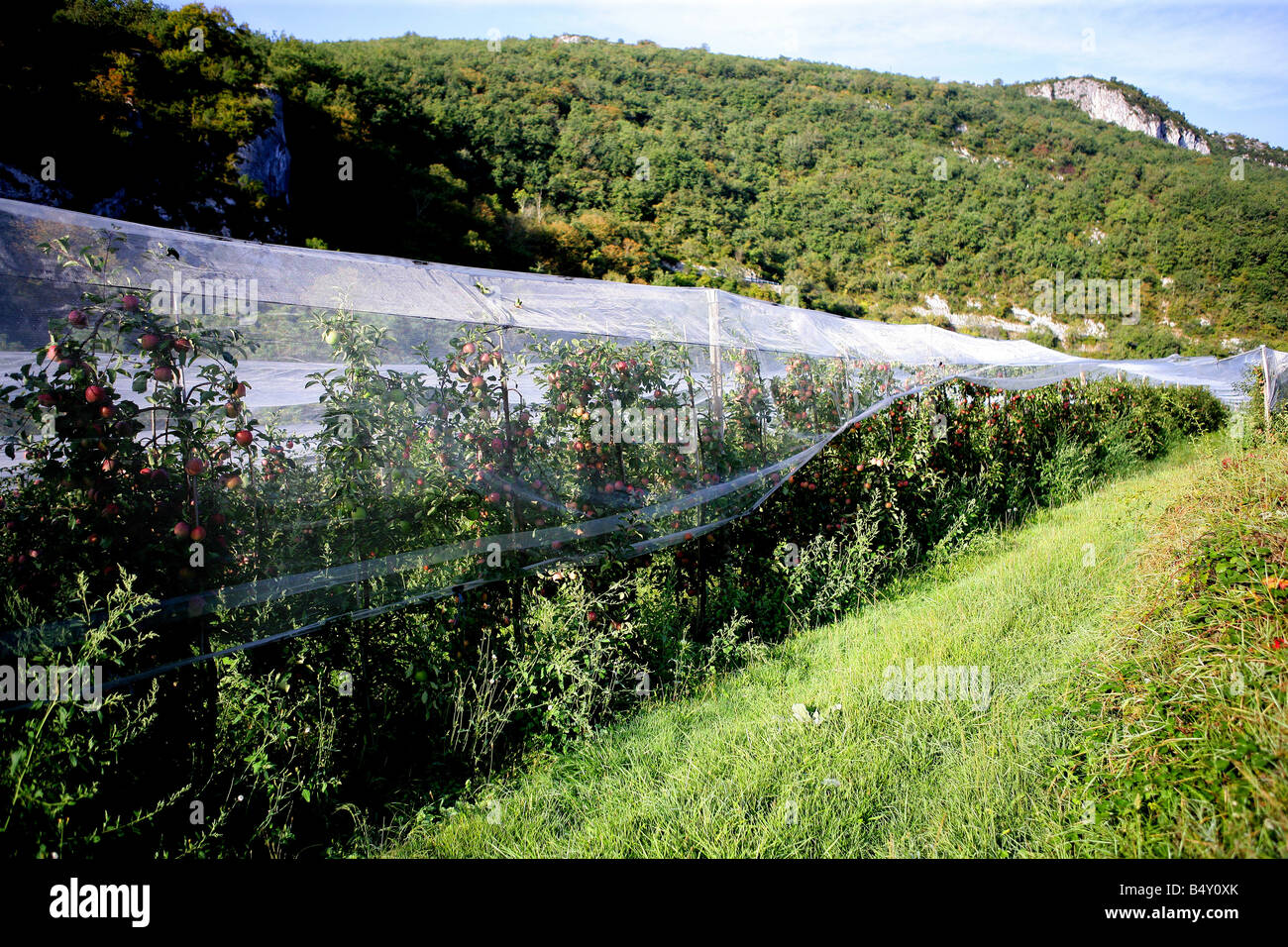 Net cover over apple trees Stock Photo - Alamy