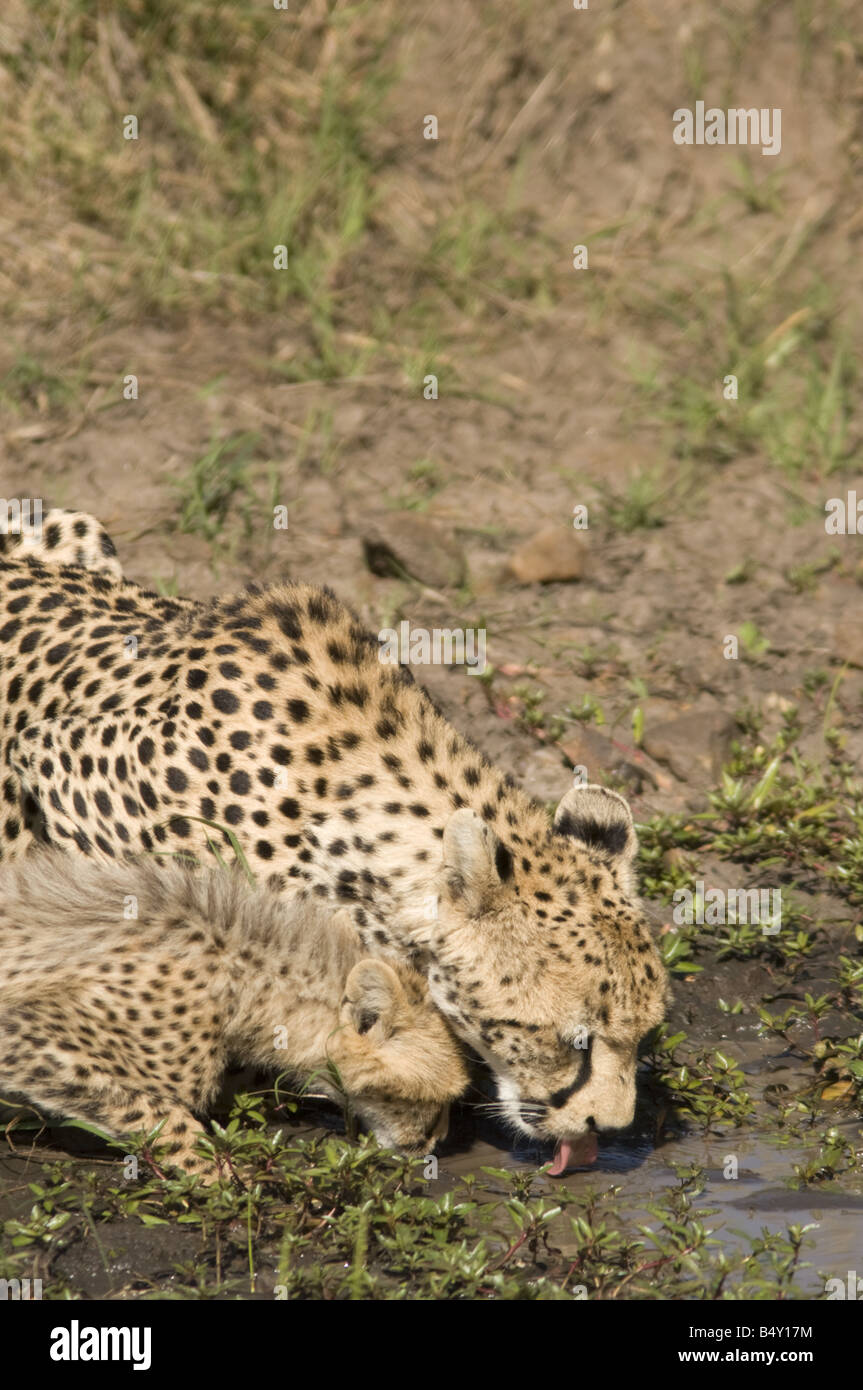 female cheetah and cub drinking Stock Photo - Alamy