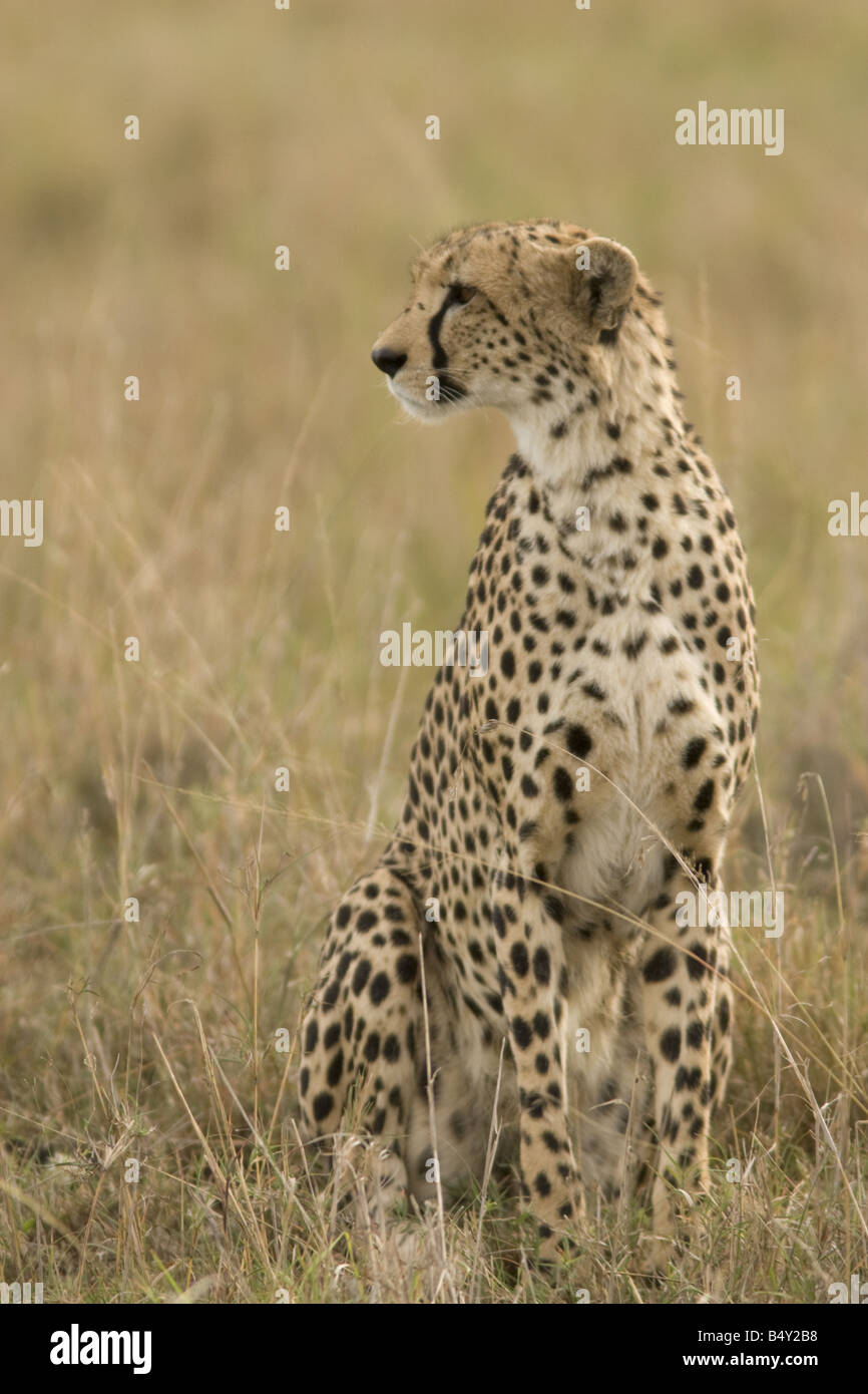 female cheetah portrait Stock Photo - Alamy