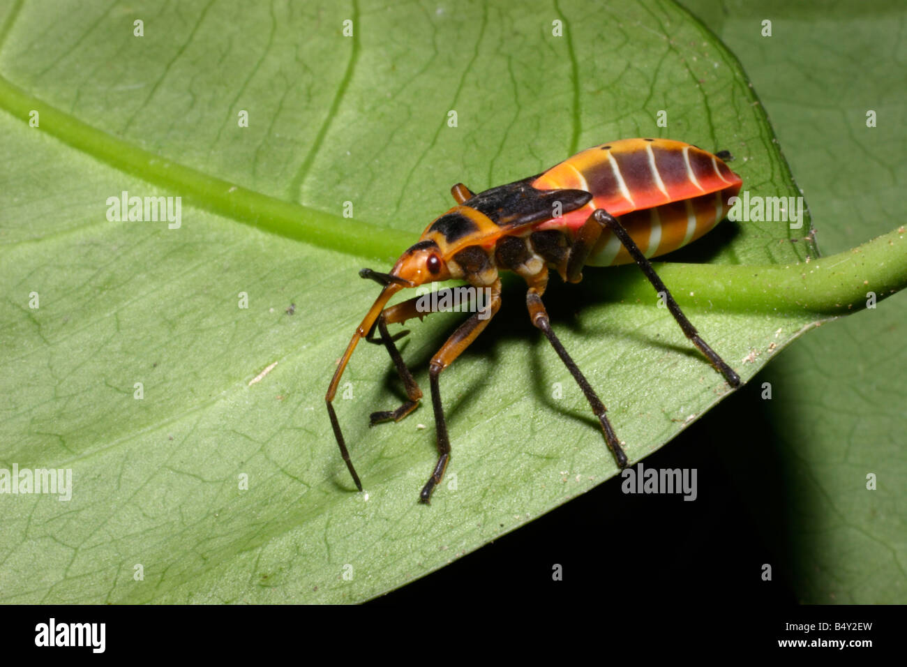 Giant stainer bug nymph Callibaphus longirostris Pyrrhocoridae ...