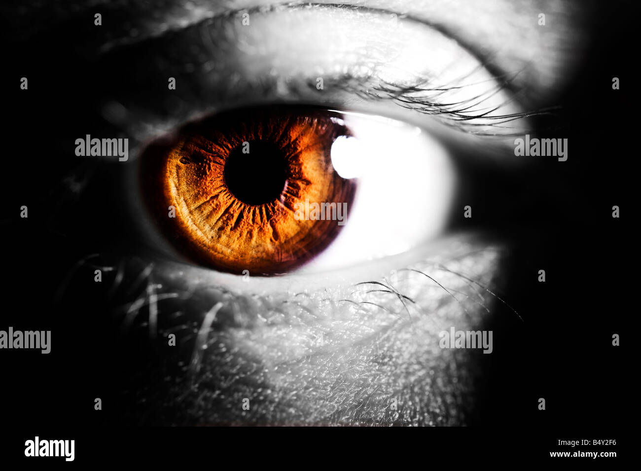 Eyebrow Piercing Close Up High Resolution Stock Photography and Images ...