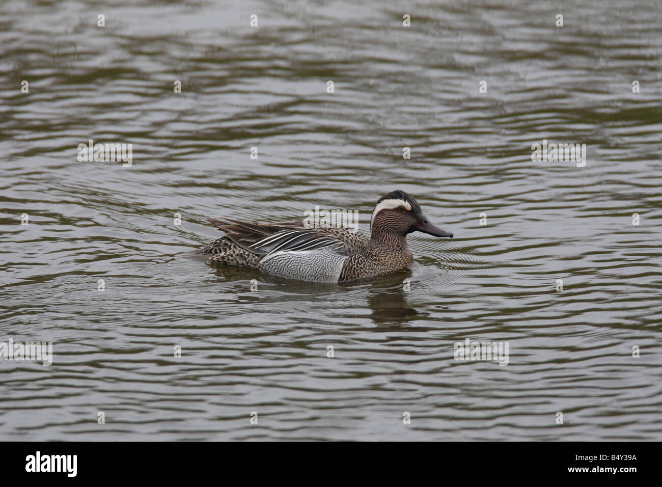 GARGANEY Anas querquedula DRAKE SWIMMING SIDE VIEW Stock Photo - Alamy
