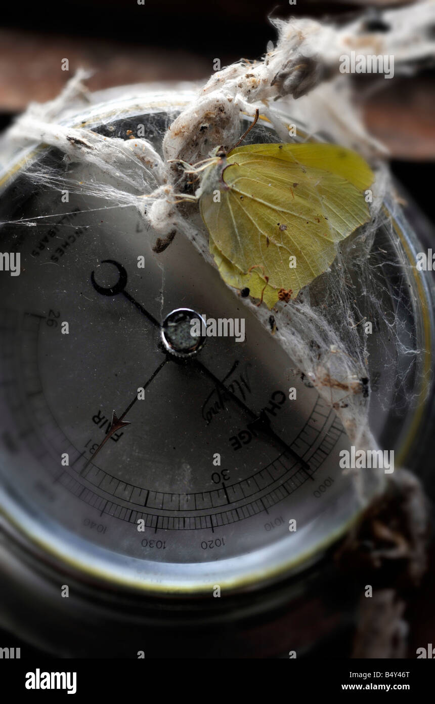 Dead butterfly hi-res stock photography and images - Alamy