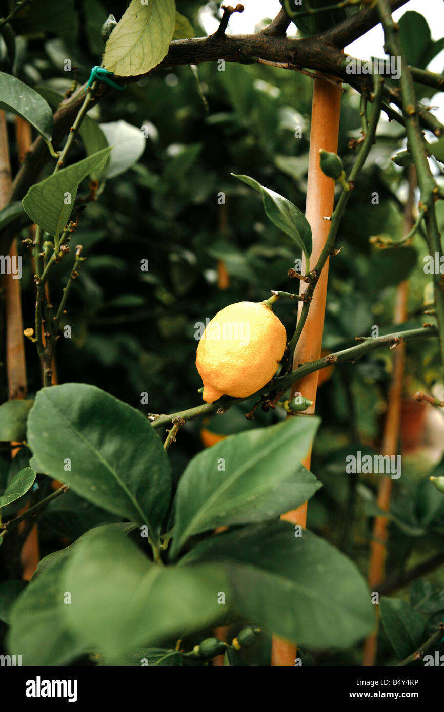 lemon trees,orto botanico di padova,the world's oldest academic ...