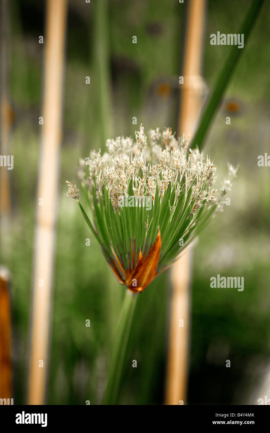 papyrus, orto botanico di padova, the world's oldest academic botanical ...
