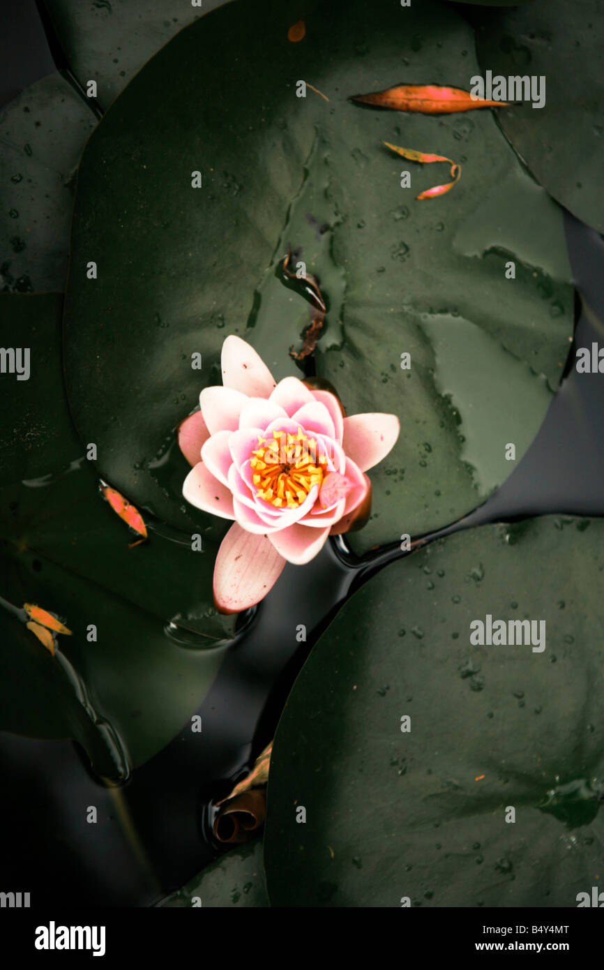 waterlily, orto botanico di padova, the world's oldest academic ...