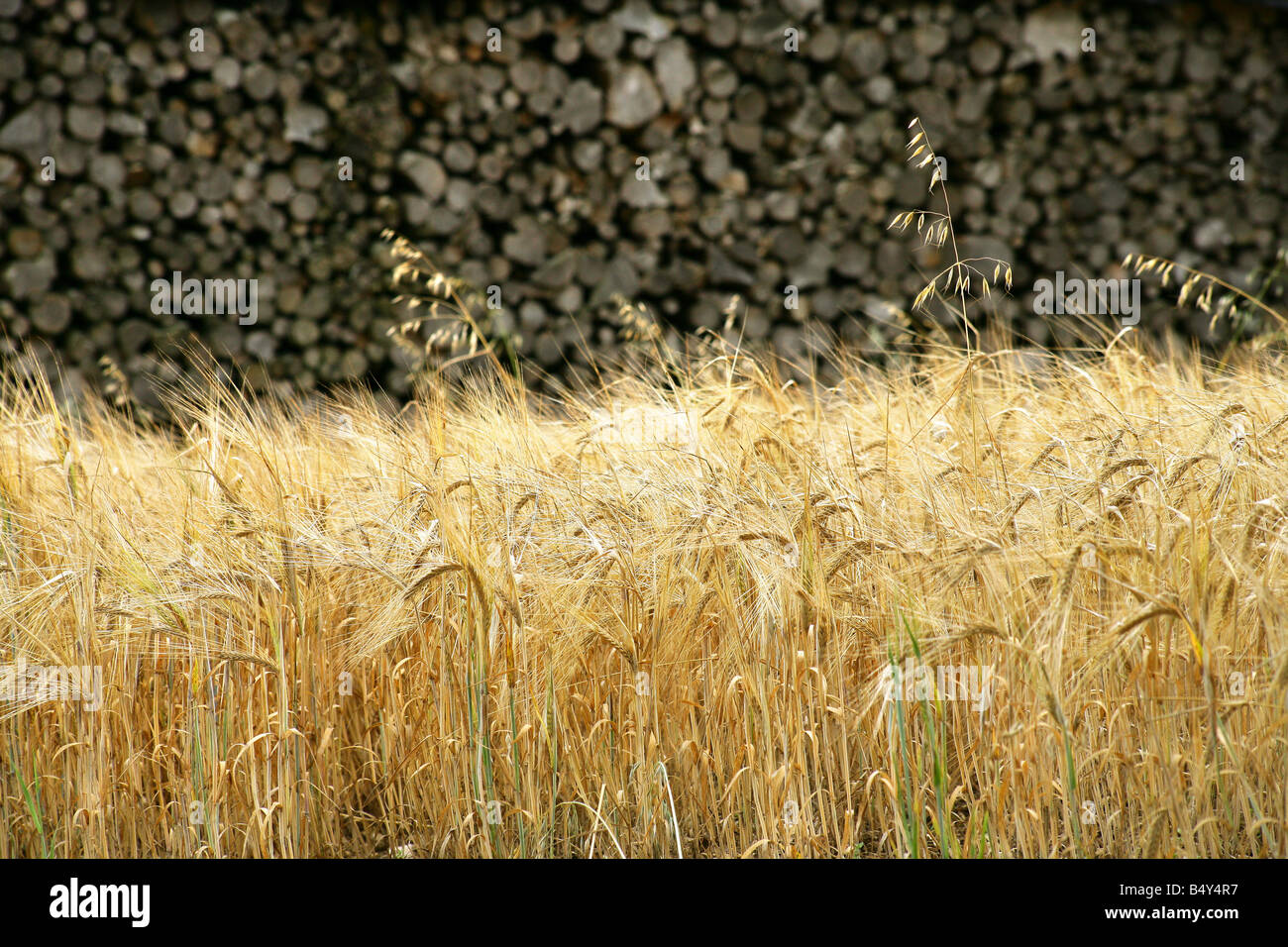 wheat yard, oat yard Stock Photo - Alamy