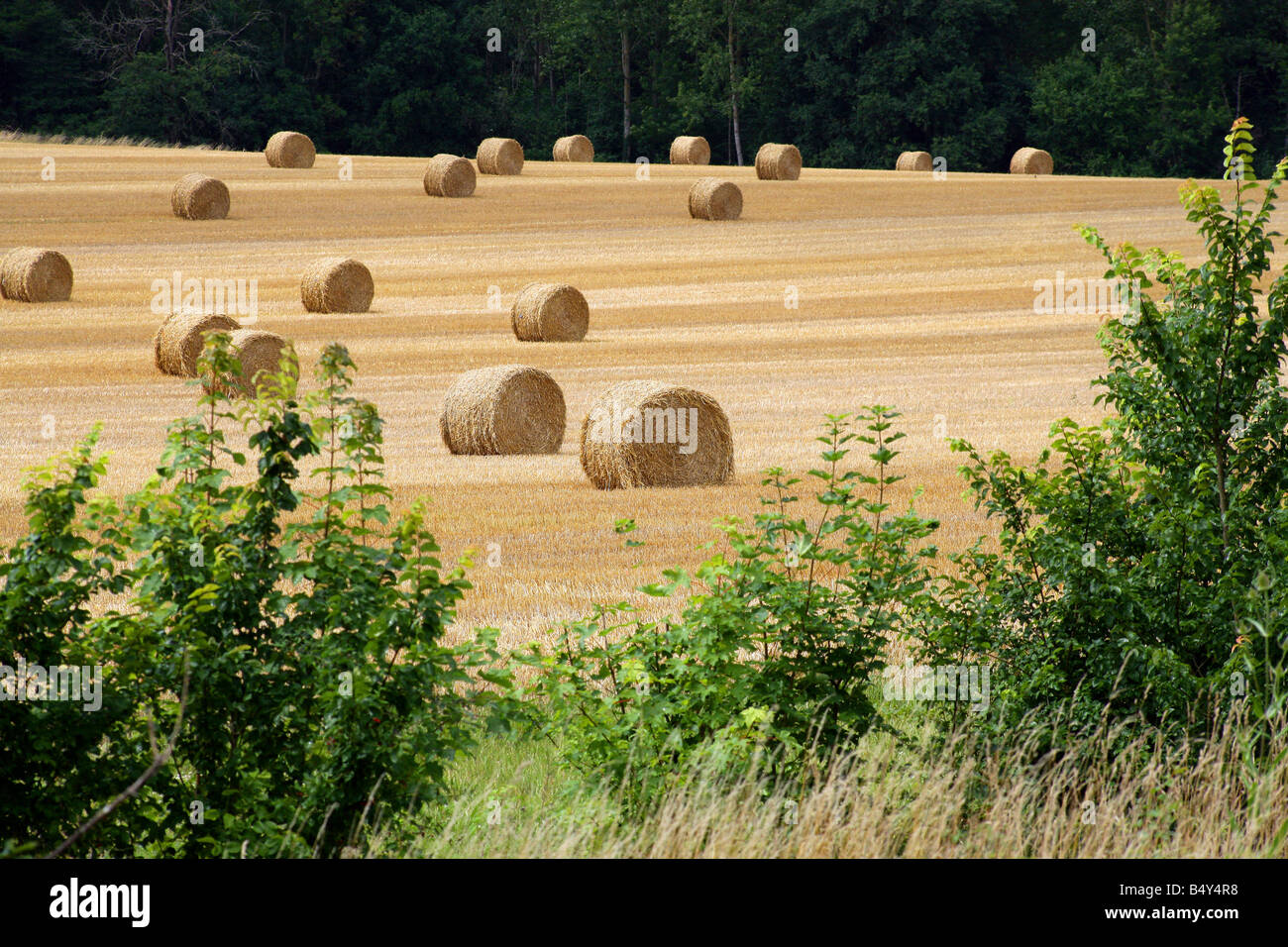 Hay bunches hi-res stock photography and images - Alamy