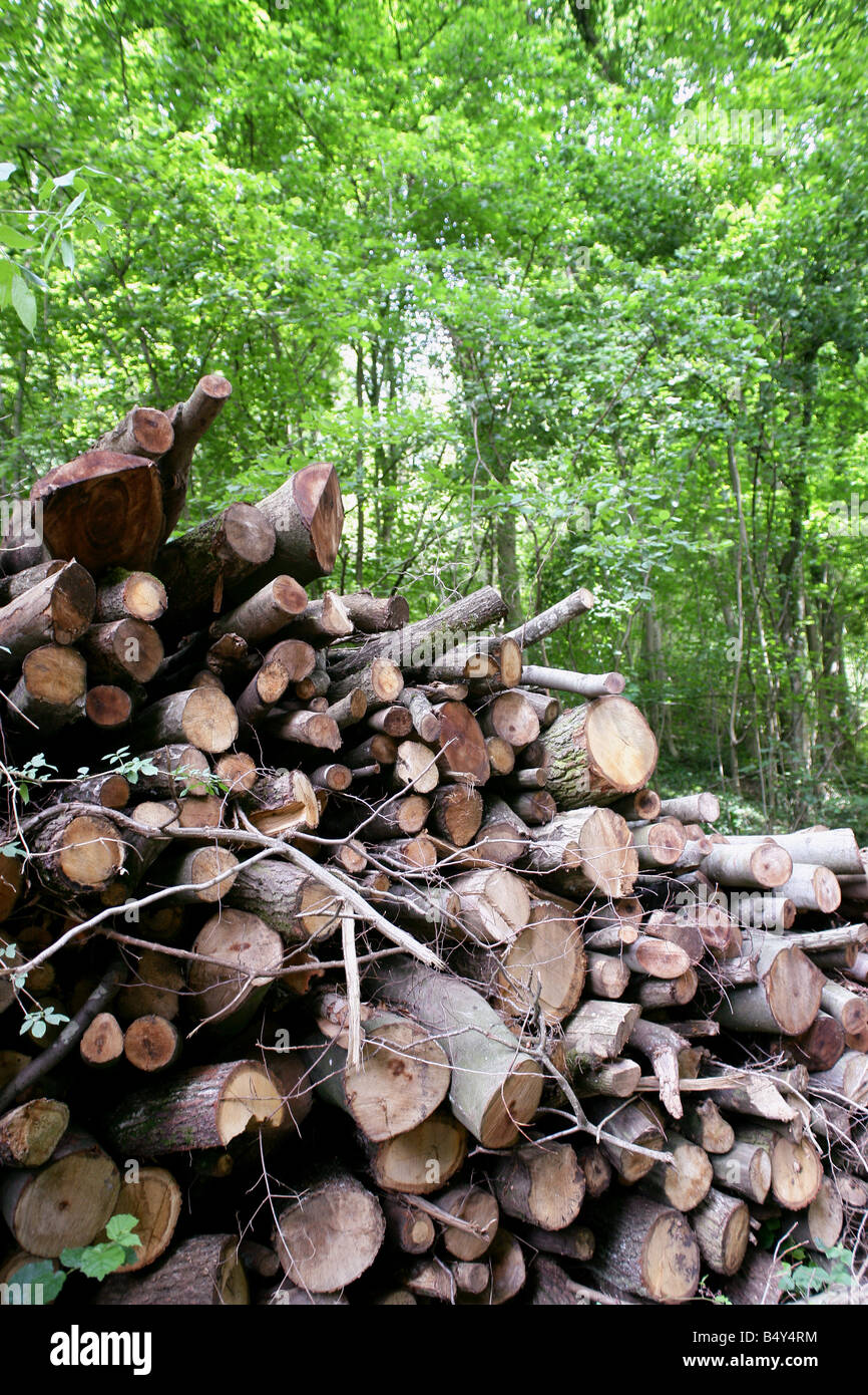 reserve, wood stock close to a forrest Stock Photo - Alamy