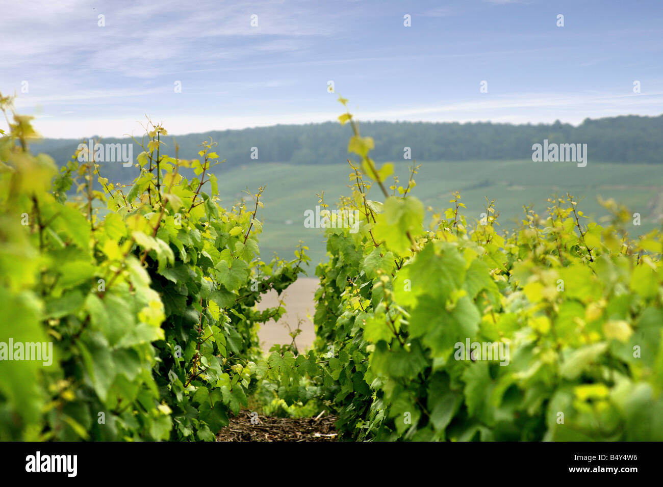vine stocks with cloudy sky Stock Photo - Alamy