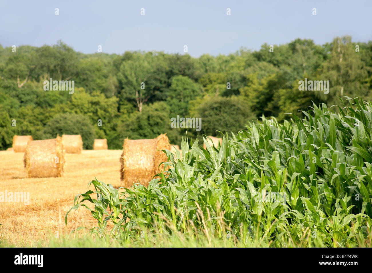 agricultural yard, farming and bunches of hay Stock Photo - Alamy