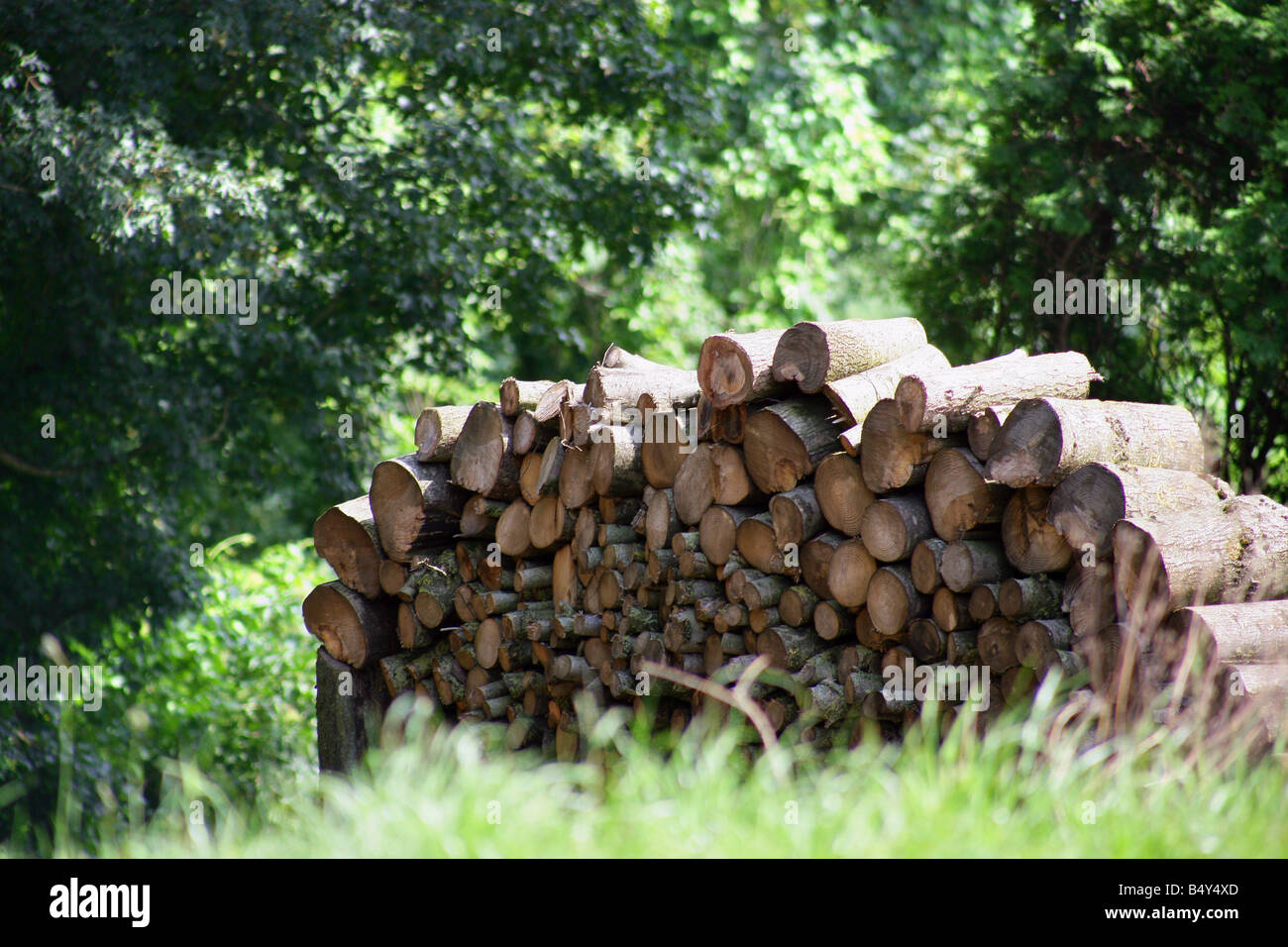 reserve, wood stock close to a forrest Stock Photo - Alamy