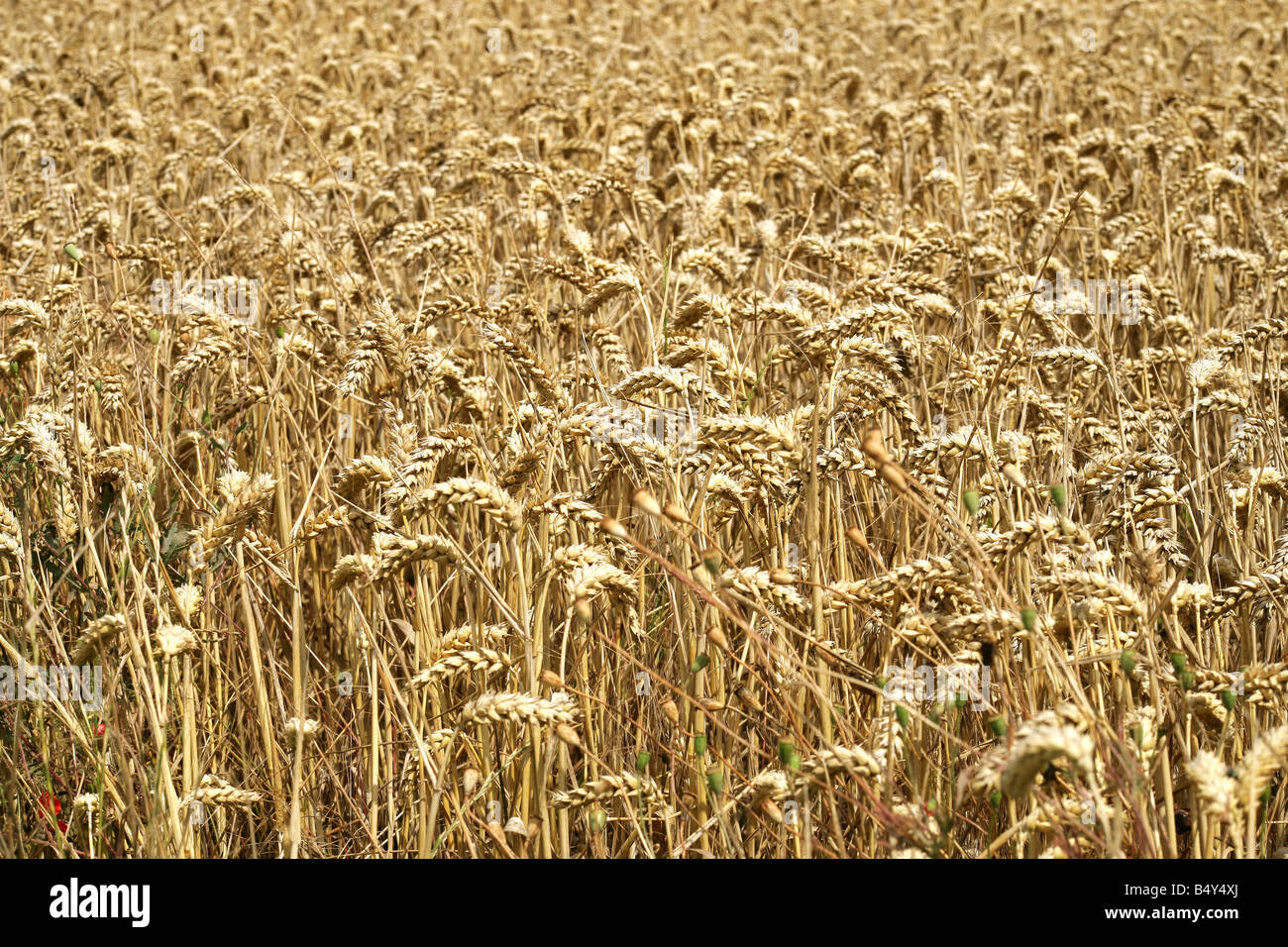 wheat yard, oat yard Stock Photo - Alamy
