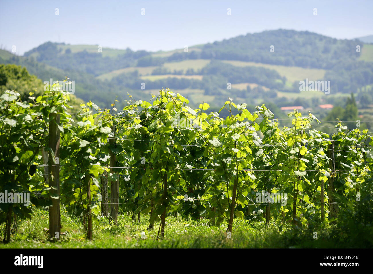 Viticultural Environment High Resolution Stock Photography and Images ...