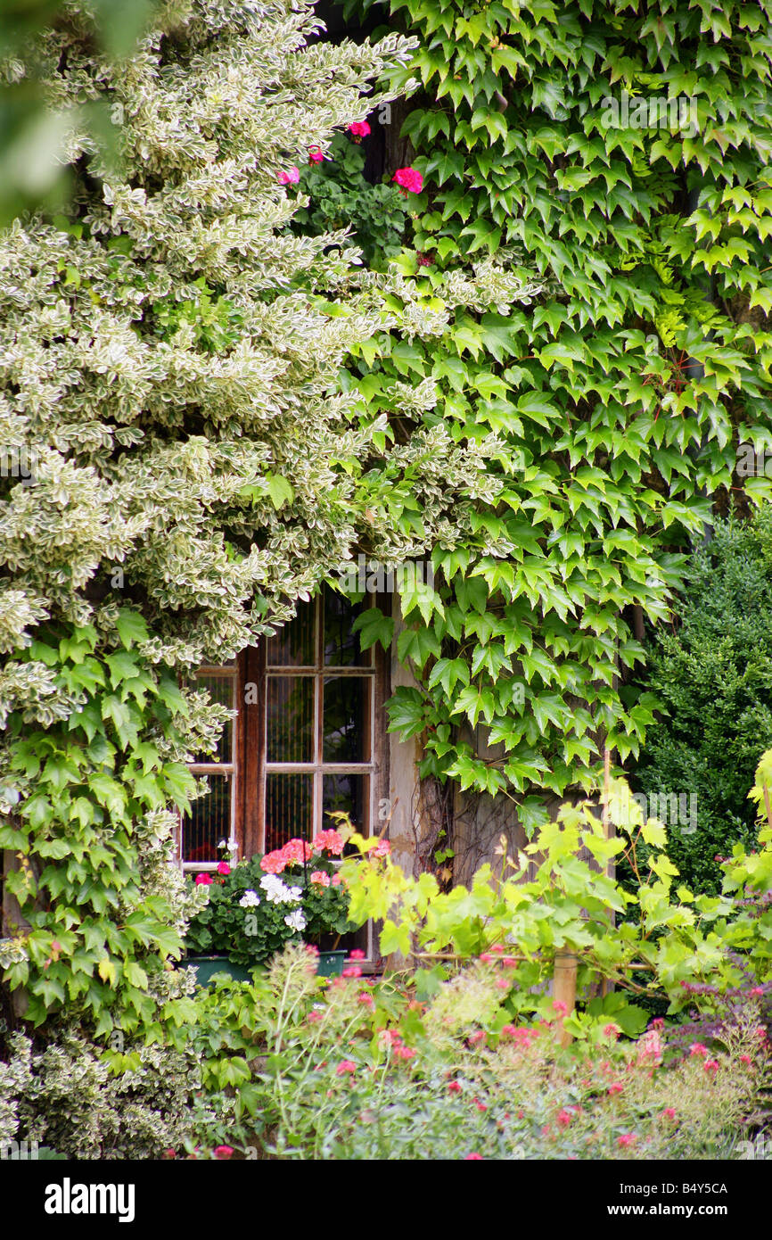 House surrounded by plants and creepers Stock Photo - Alamy