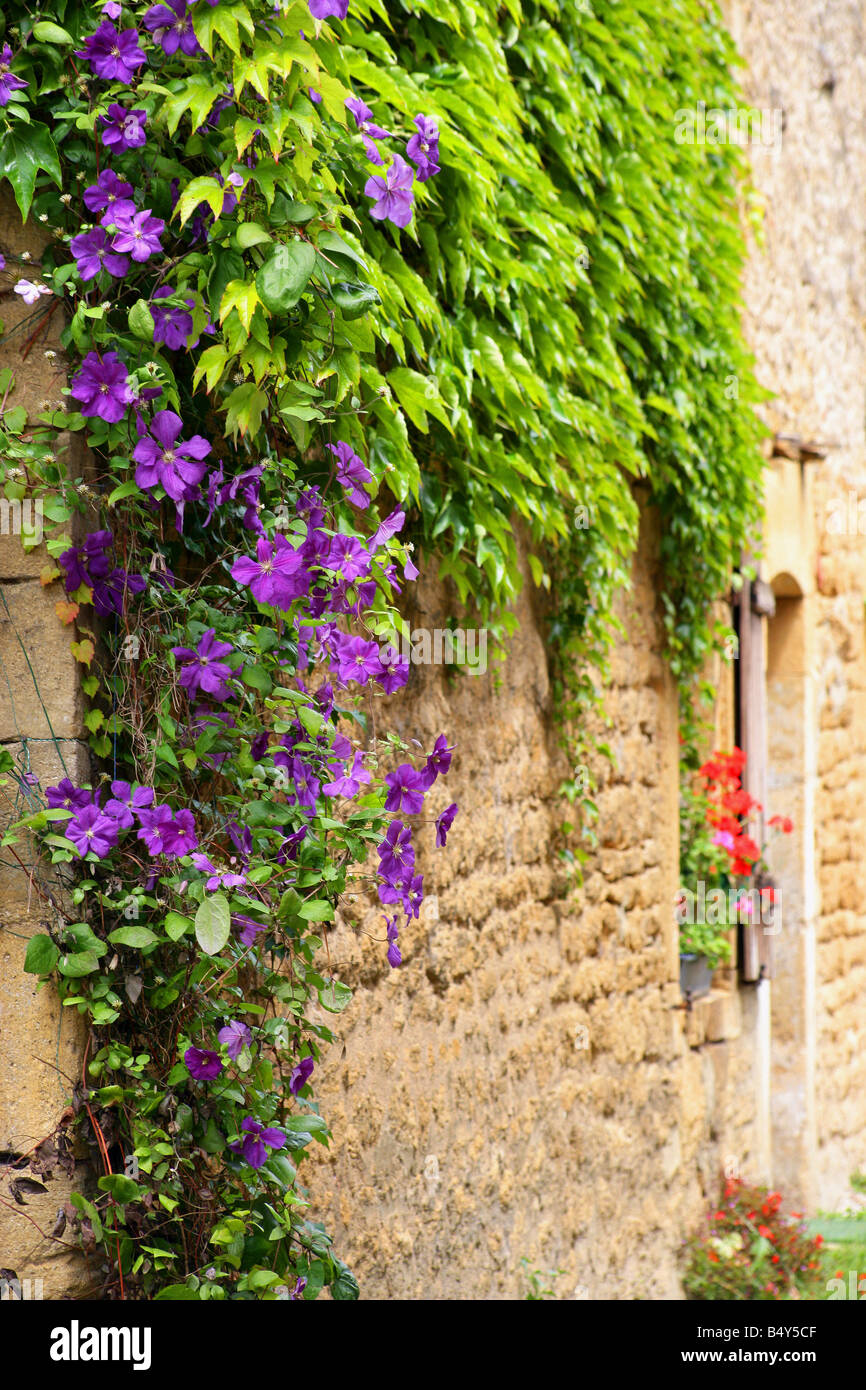 Creepers growing on wall Stock Photo - Alamy