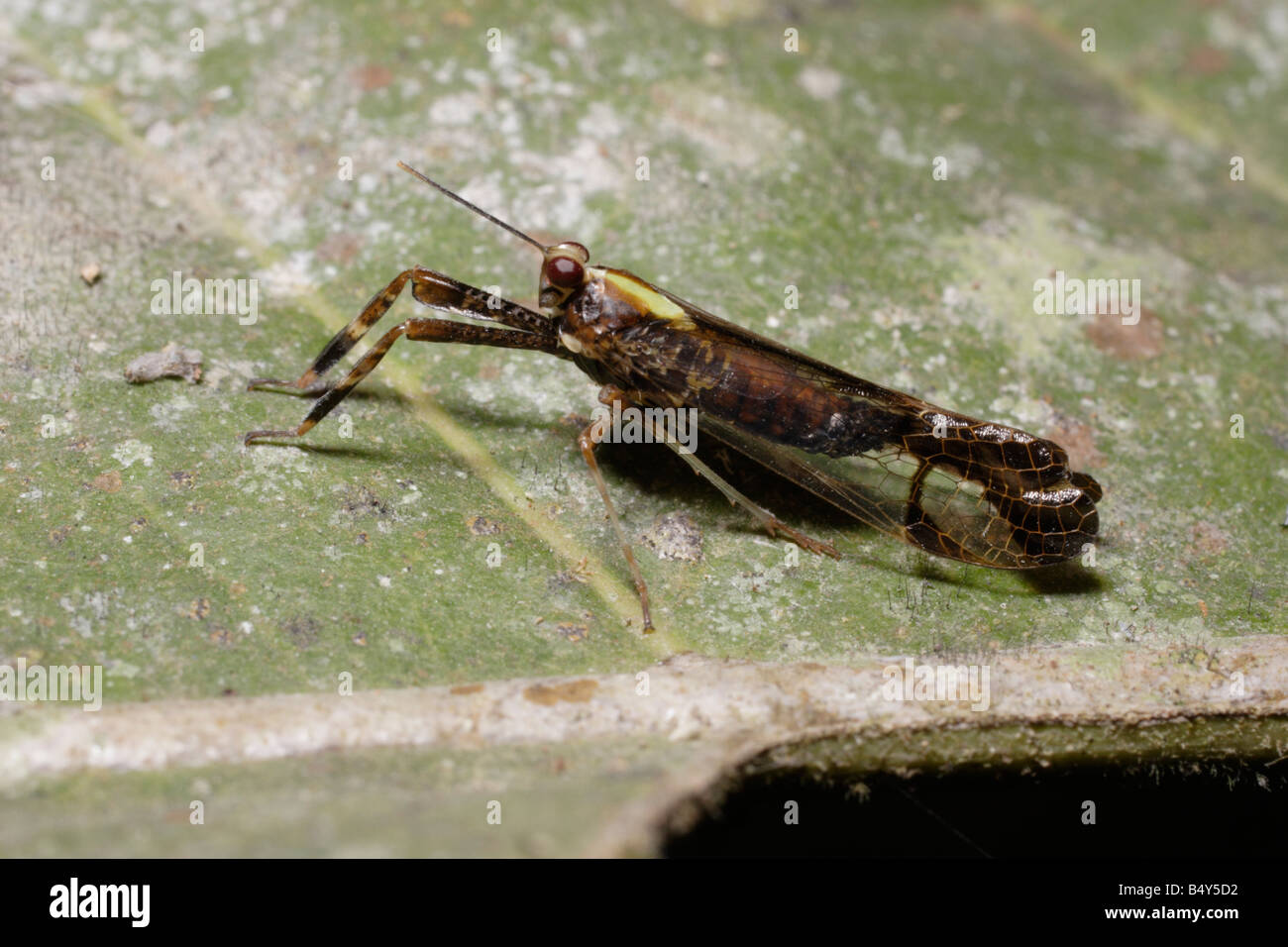 Bug Rhaphiophora sp Cicadellidae in rainforest Ghana Stock Photo - Alamy