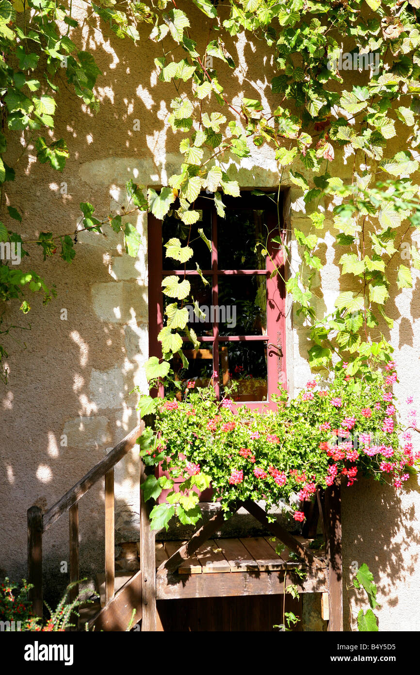 Plants with flowers by window Stock Photo - Alamy
