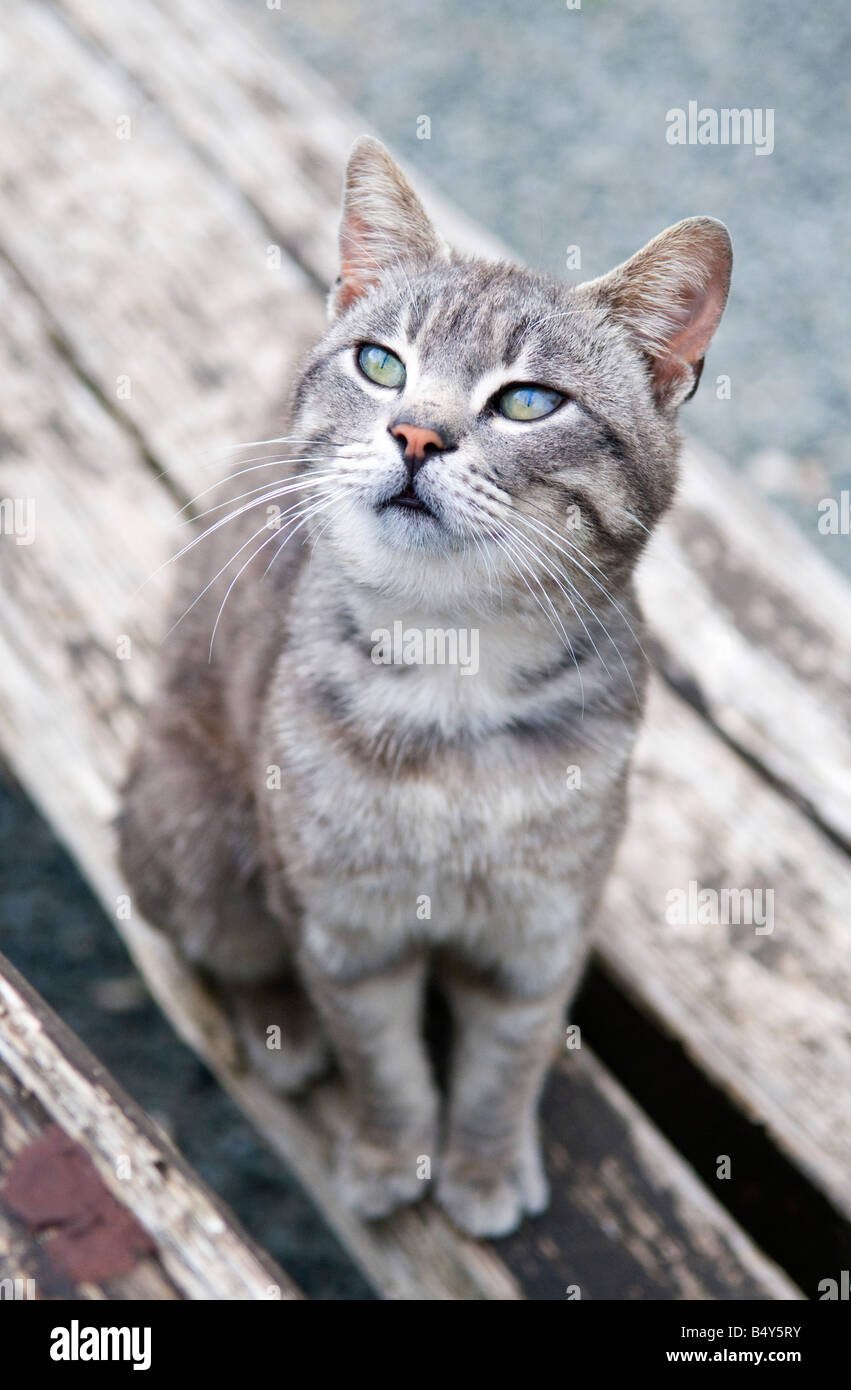 Cat, Tuscany, Italy Stock Photo - Alamy