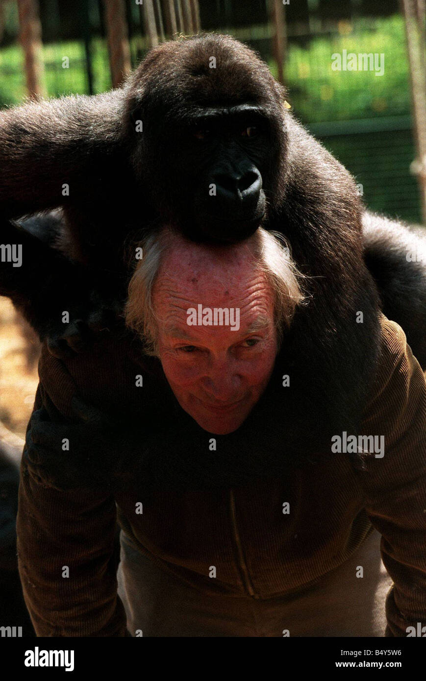 John Aspinall Zoo Owner December 1997 Playing with a Gorilla in the ...