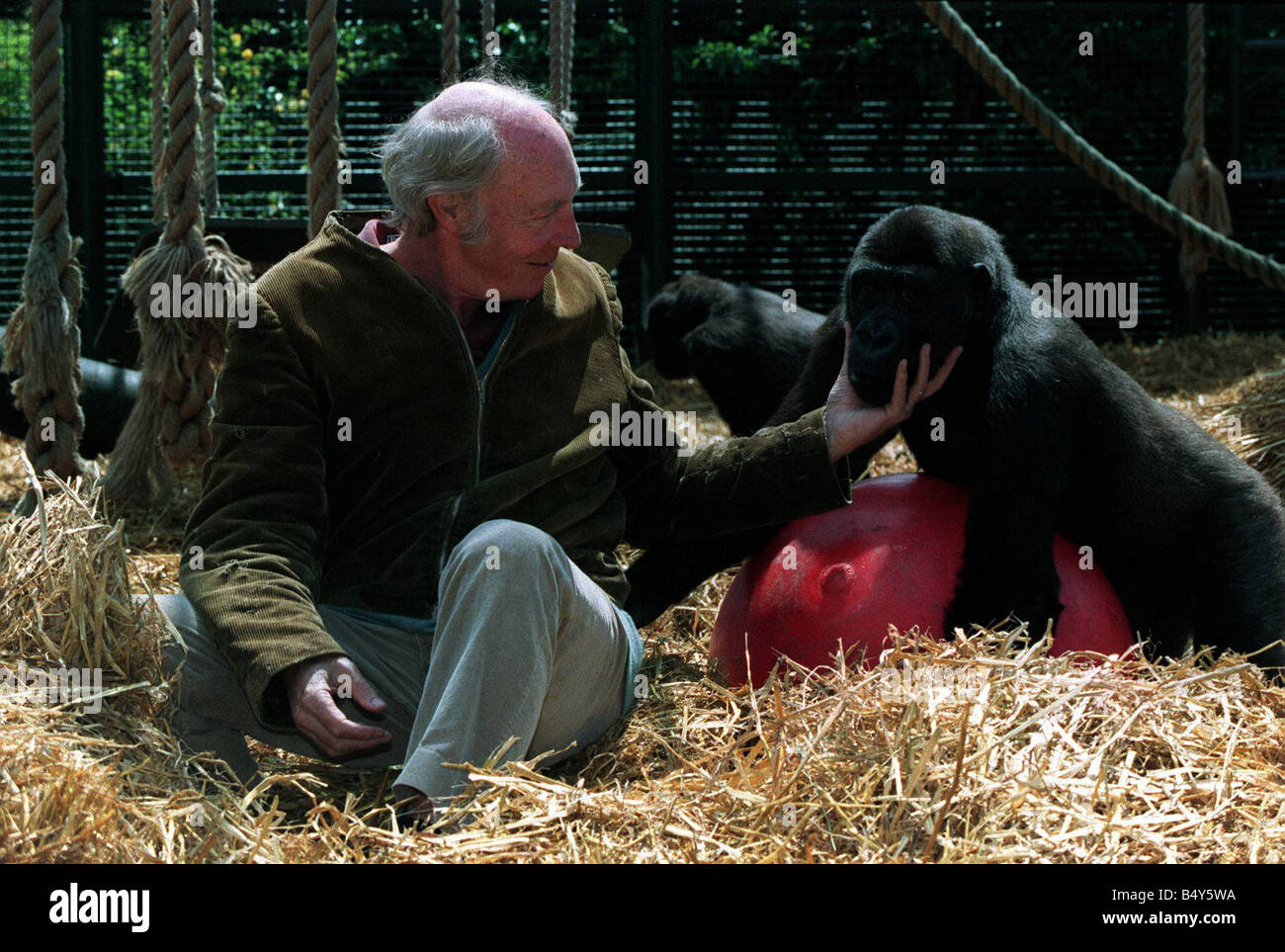 John aspinall gorilla hi-res stock photography and images - Alamy