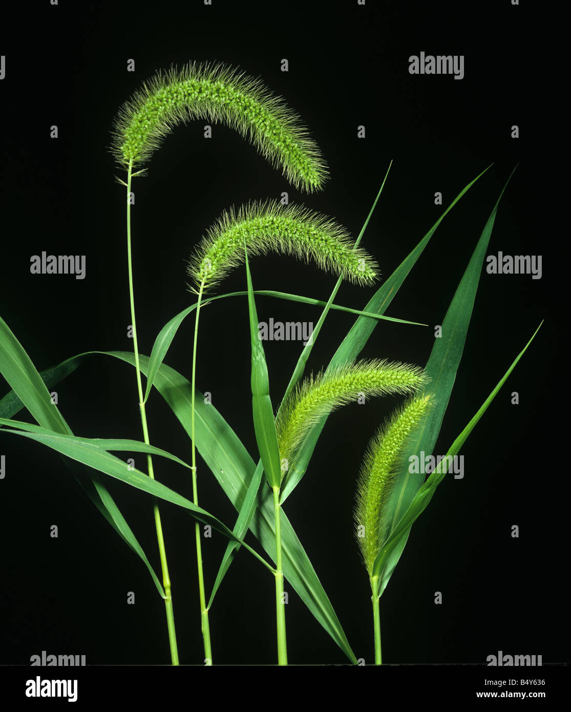 Giant foxtail Setaria faberi flower spikes of grass weed Stock Photo ...