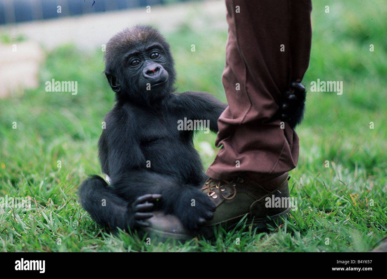 Howlett's gorilla hi-res stock photography and images - Alamy