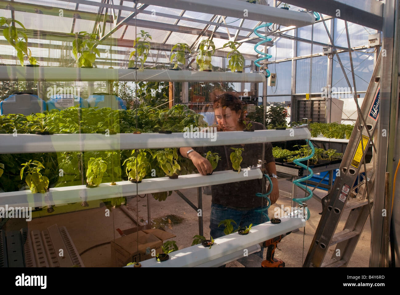 Hydroponic farming of basil is seen on the the Science Barge a ...