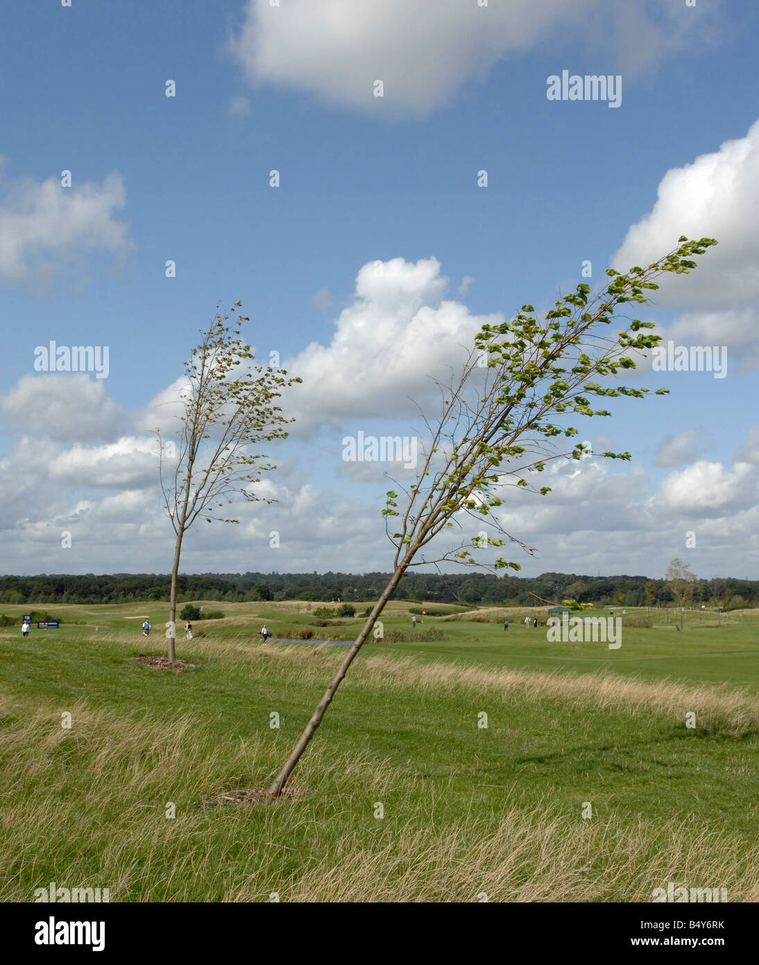 Windswept tree hi-res stock photography and images - Alamy