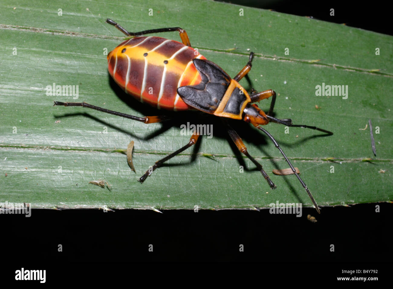 Giant stainer bug nymph Callibaphus longirostris Pyrrhocoridae in ...