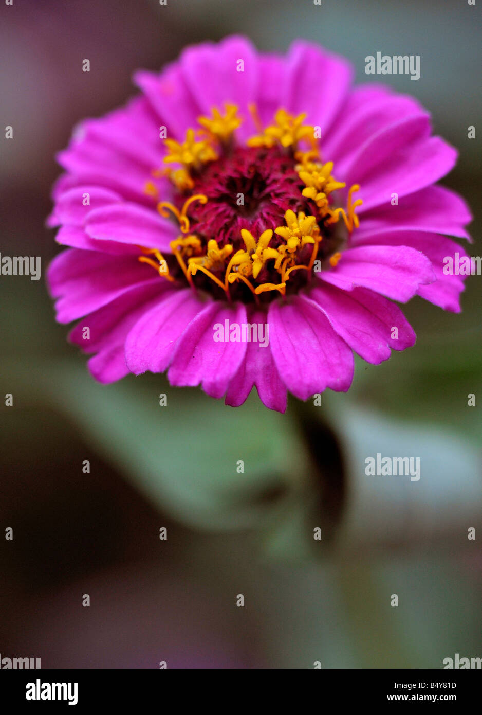 pink flower head Stock Photo - Alamy