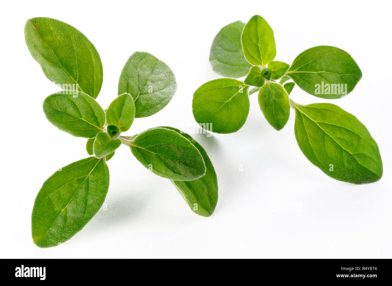 TWO OREGANO SPRIGS Stock Photo - Alamy